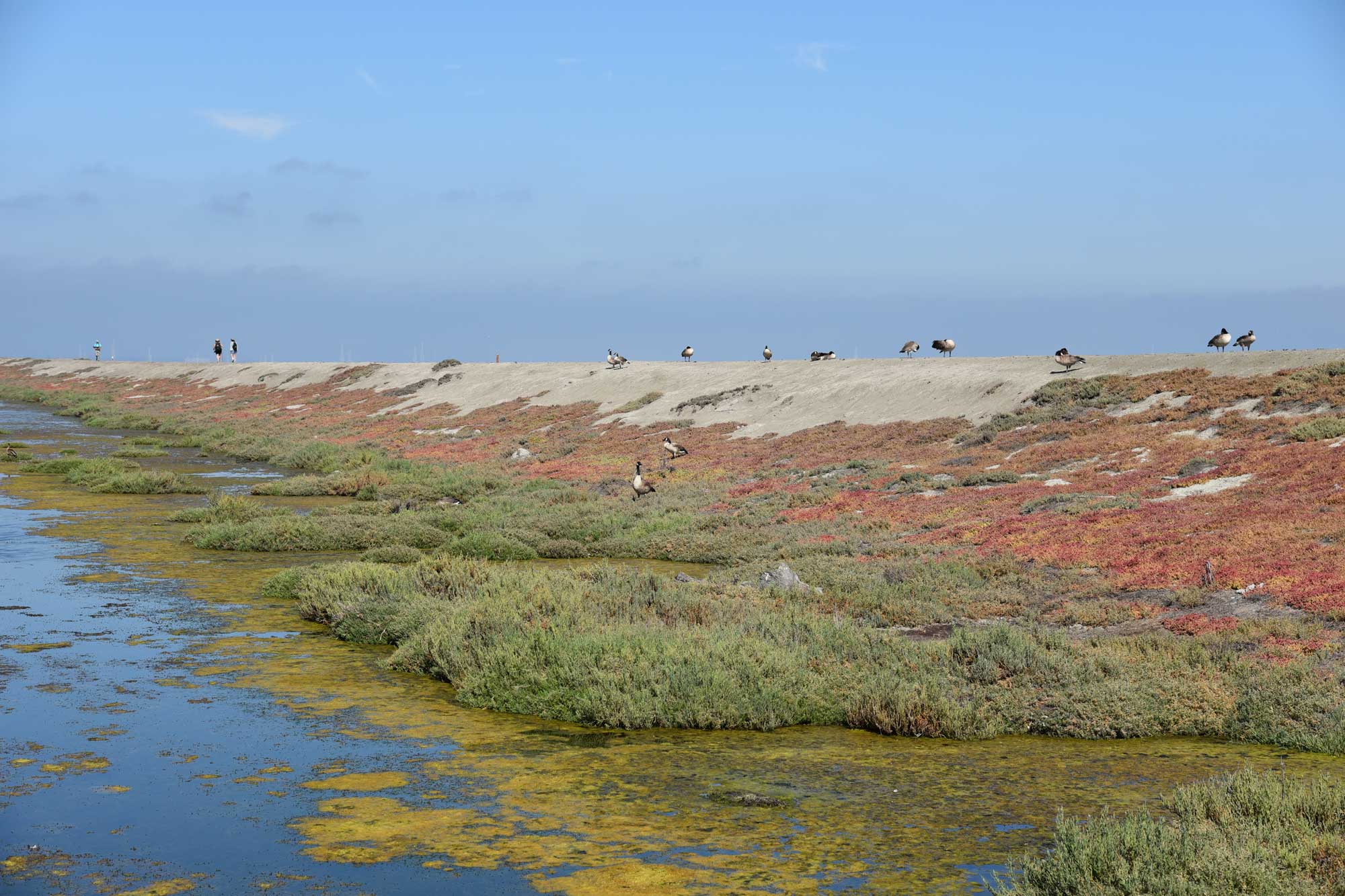 South San Francisco Bay Shoreline Restoration Project - Public Policy ...