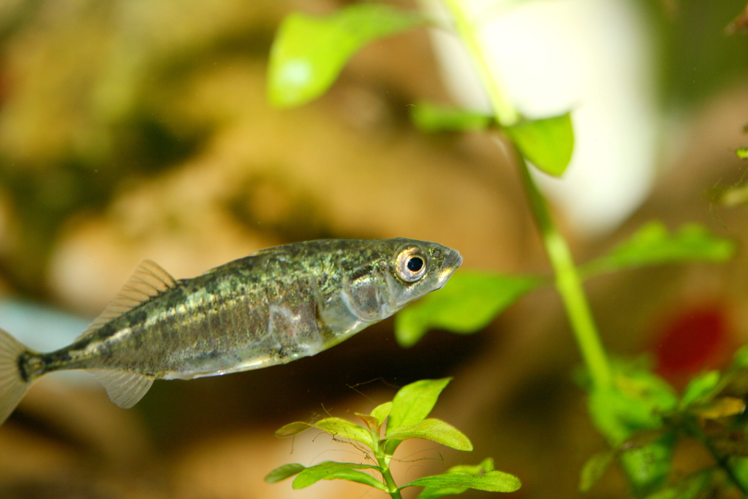 Threespine stickleback - Public Policy Institute of California