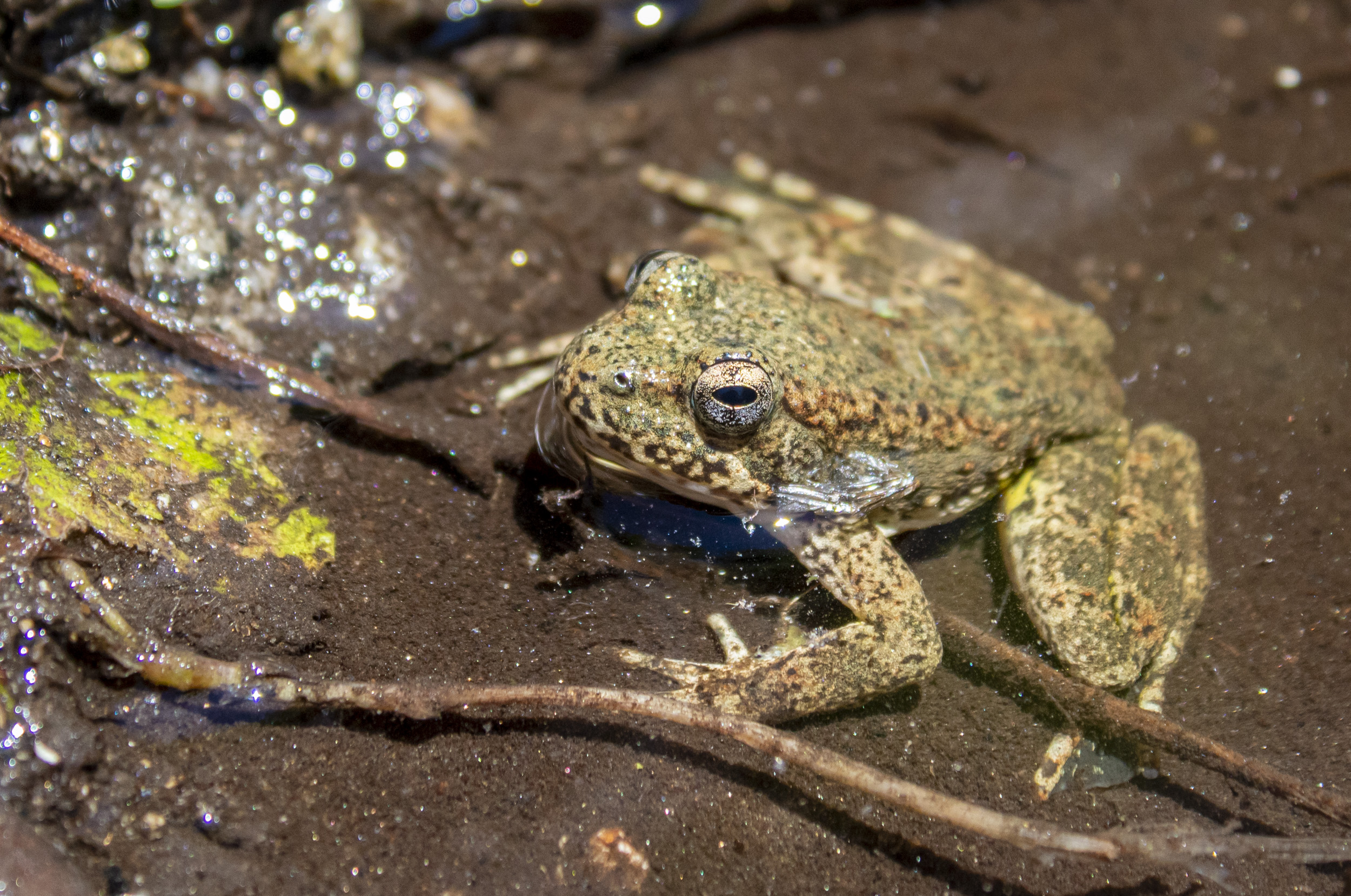 Yellow-legged frog - Public Policy Institute of California