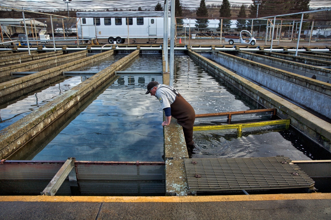 Winter-run Chinook hatchery - Public Policy Institute of California