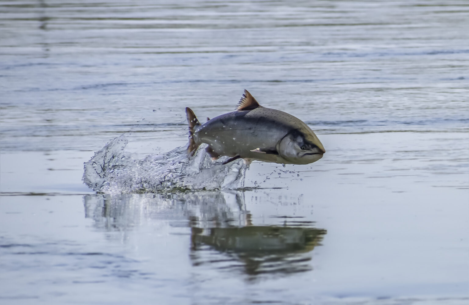 Priorities for California's Water - Public Policy Institute of California