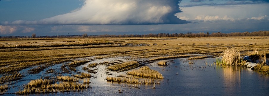 San Joaquin River Delta Pollution